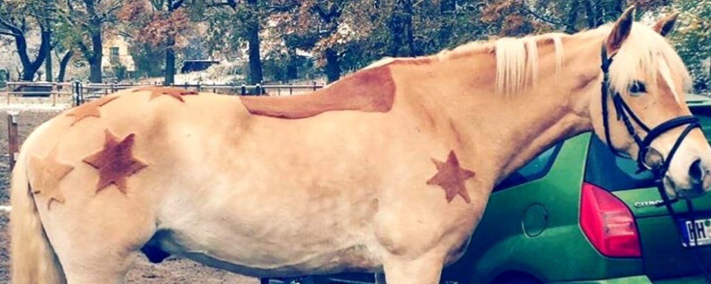 Pferd scheren: Wann & wie man Pferd scheren sollte | helden.de